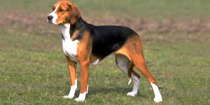 Malá psí plemena | Dobrypes.cz