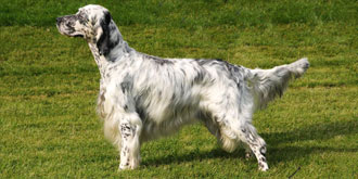 Velká psí plemena | Dobrypes.cz