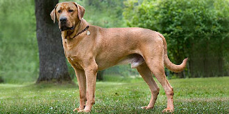 Velká psí plemena | Dobrypes.cz